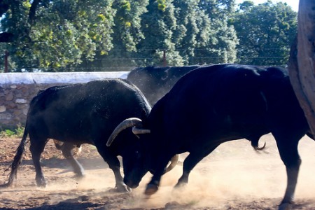 toros bravos peleando 1.jpg :: Patxaran1953